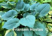 Fransen Hostas, gardening hosta plants perennial nursery